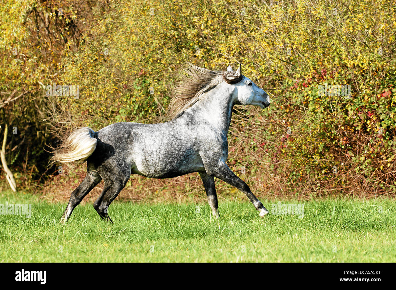 Berberpferd Barb Horse Stallion Hengst Stock Photo - Alamy
