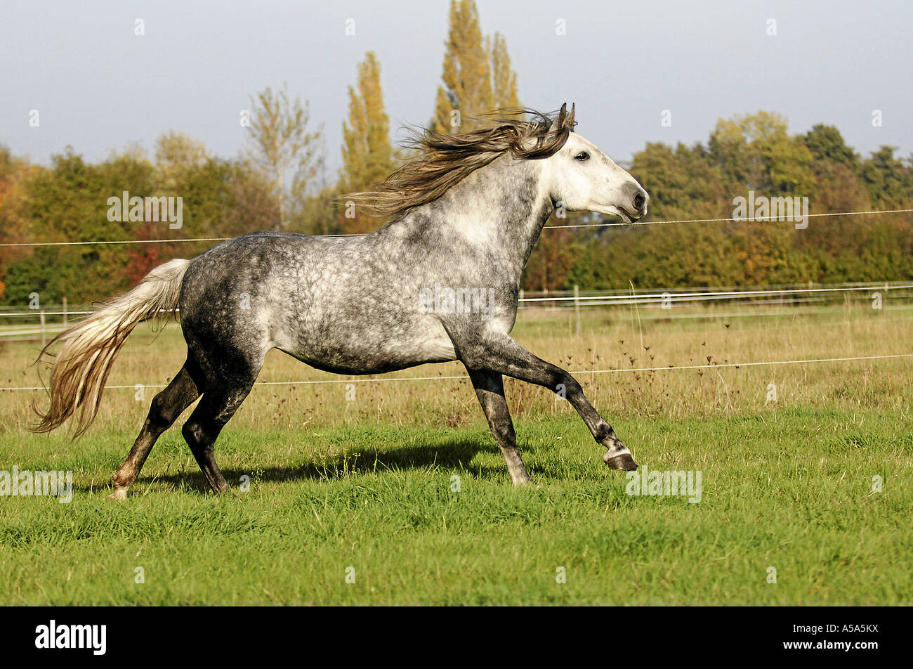Berberpferd Barb Horse Stallion Hengst Stock Photo - Alamy