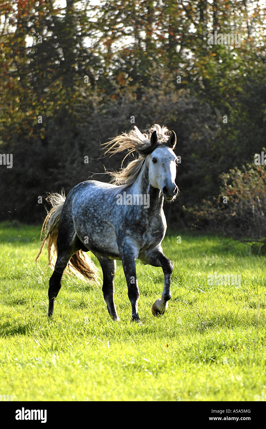 Berberpferd Barb Horse Stallion Hengst Stock Photo - Alamy