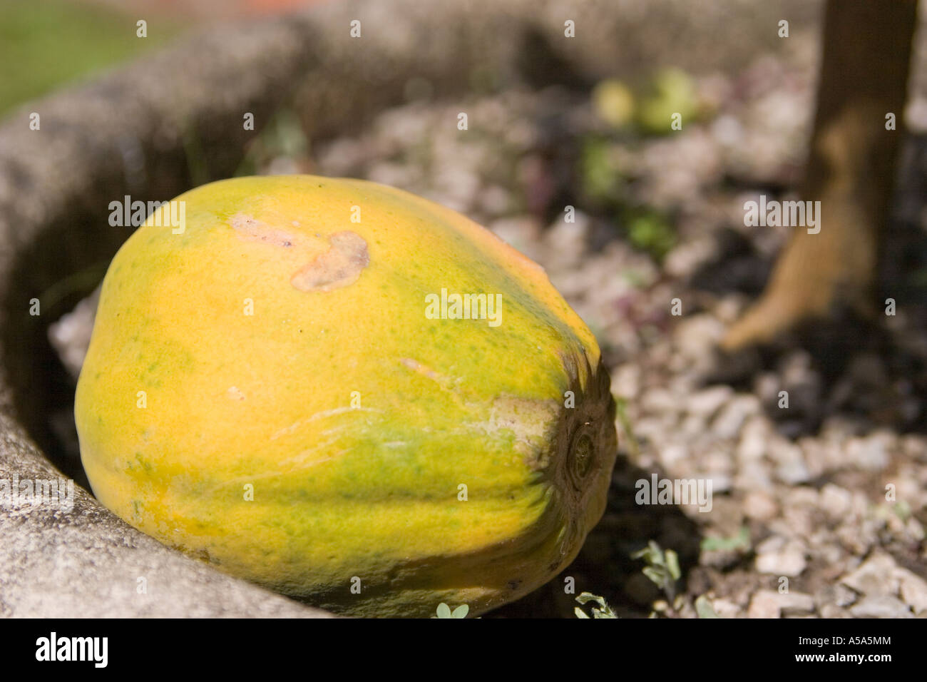Ripen papaya hi-res stock photography and images - Alamy