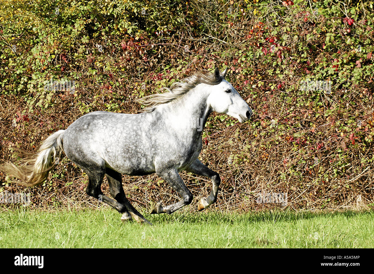 Berberpferd Barb Horse Stallion Hengst Stock Photo - Alamy
