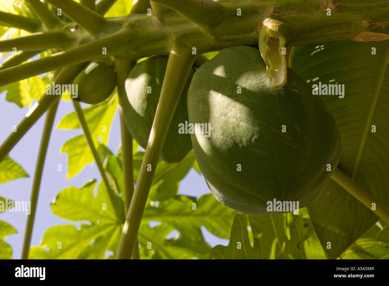 Carica papaya fruits on the plant Stock Photo - Alamy