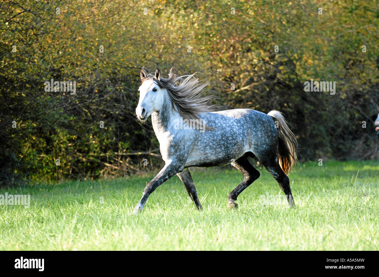 Berberpferd Barb Horse Stallion Hengst Stock Photo - Alamy