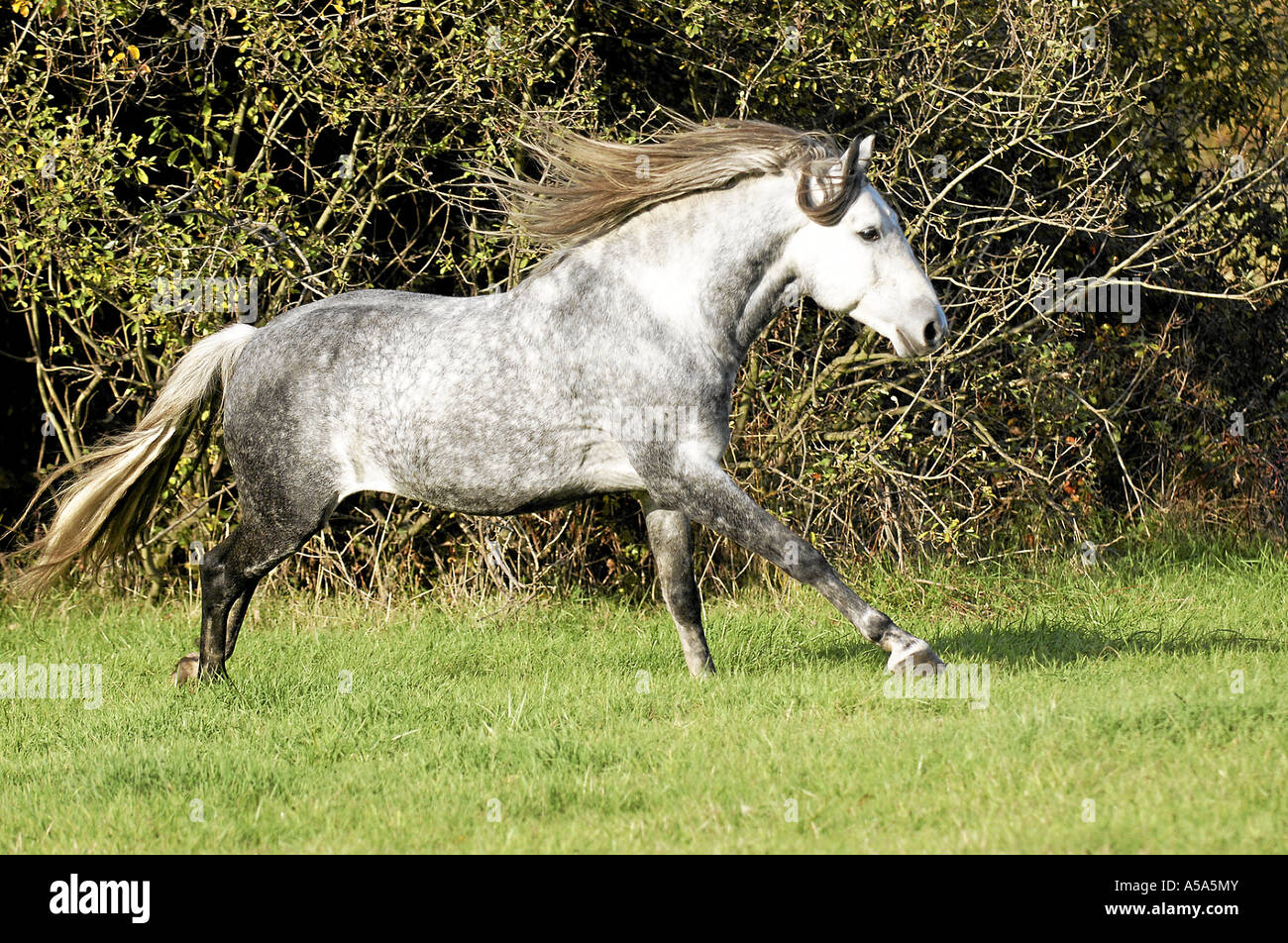 Berberpferd Barb Horse Stallion Hengst Stock Photo - Alamy