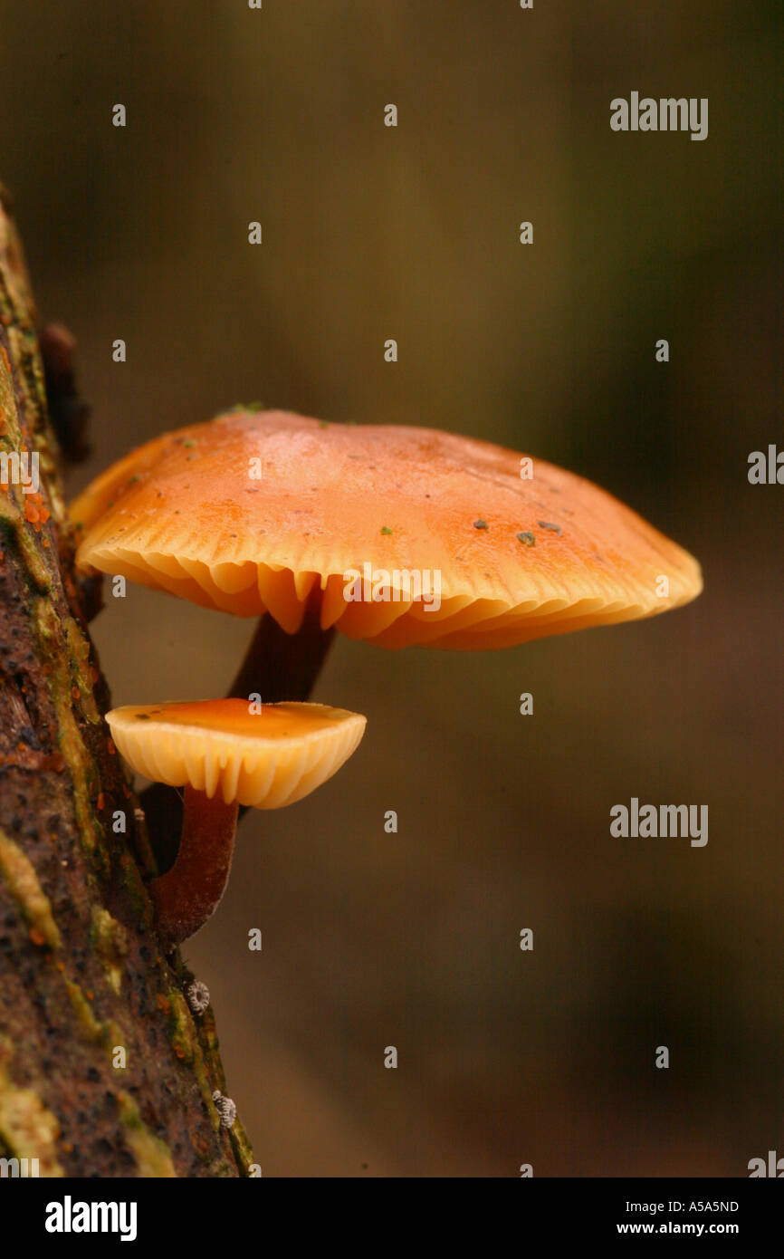 Velvet Shank flammulina velutipes growing on dead wood Stock Photo - Alamy