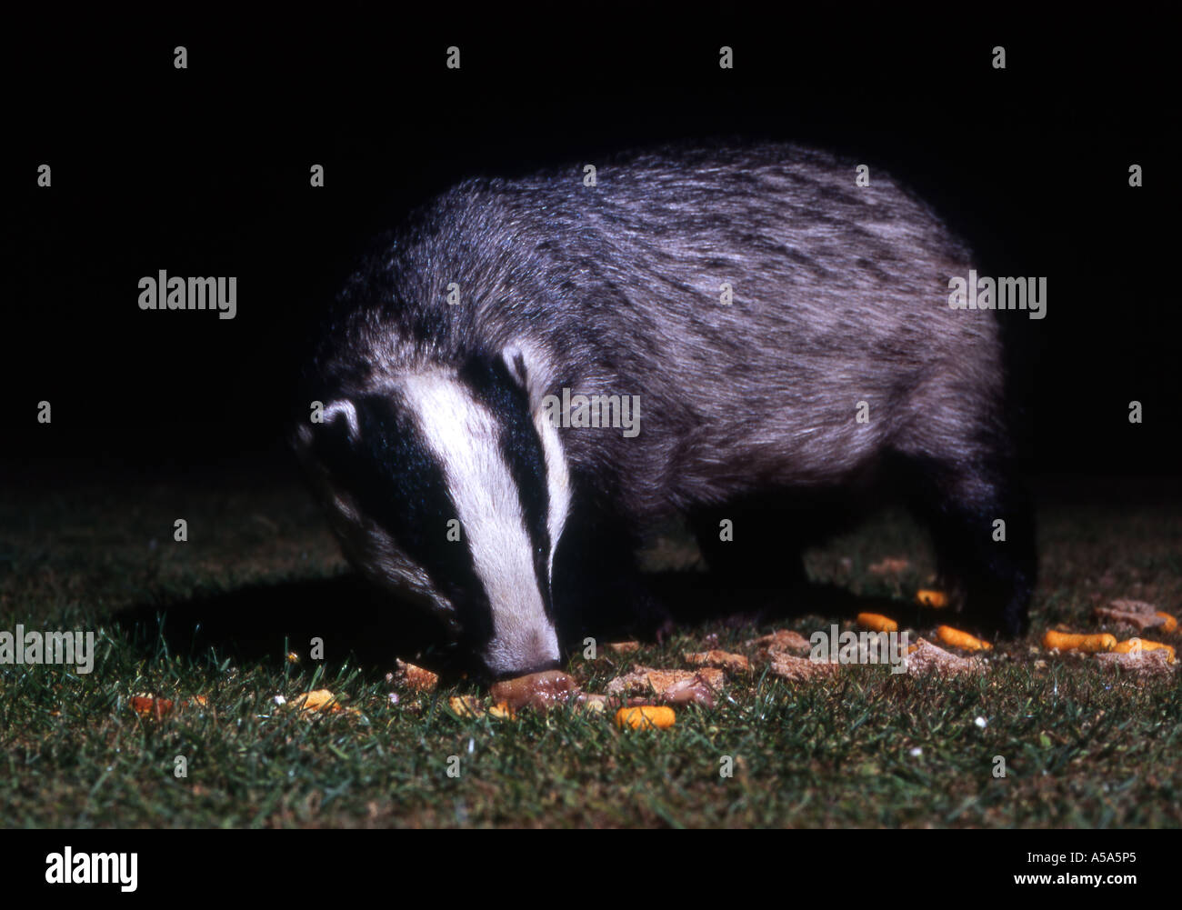 Isle of wight badger hi-res stock photography and images - Alamy