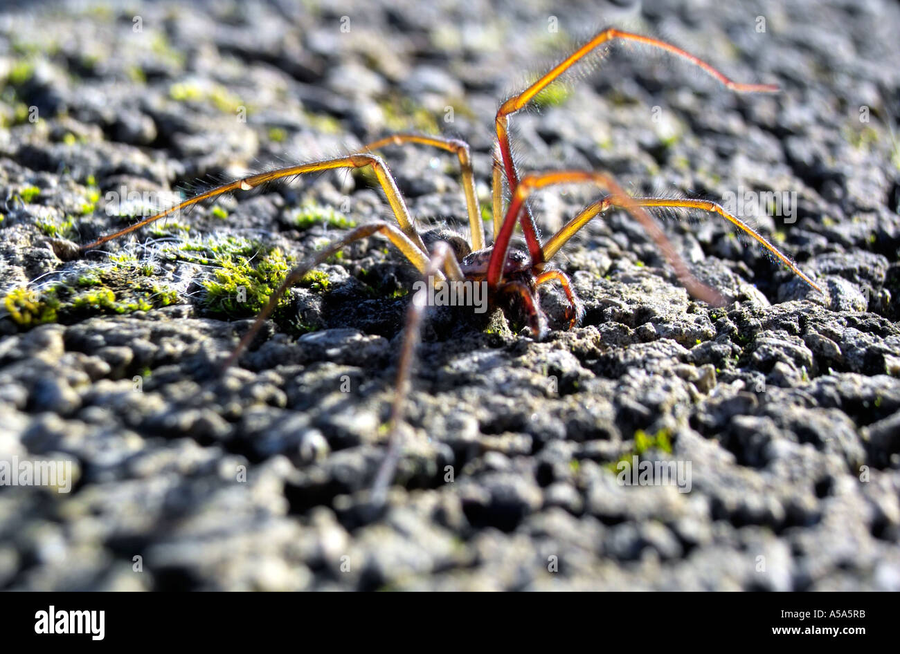Aggressive spider hi-res stock photography and images - Alamy