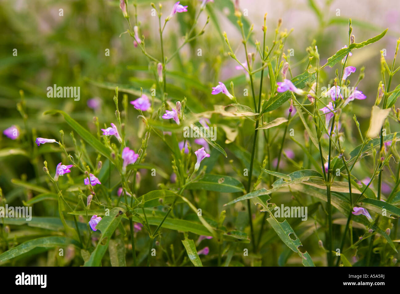 Carpenter bush justicia pectoralis hi-res stock photography and images ...