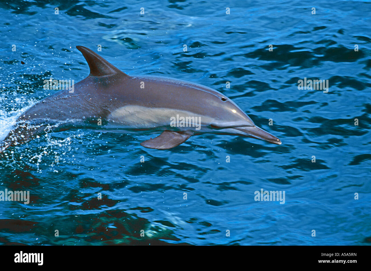 Common Dolphin Baja California Stock Photo - Alamy