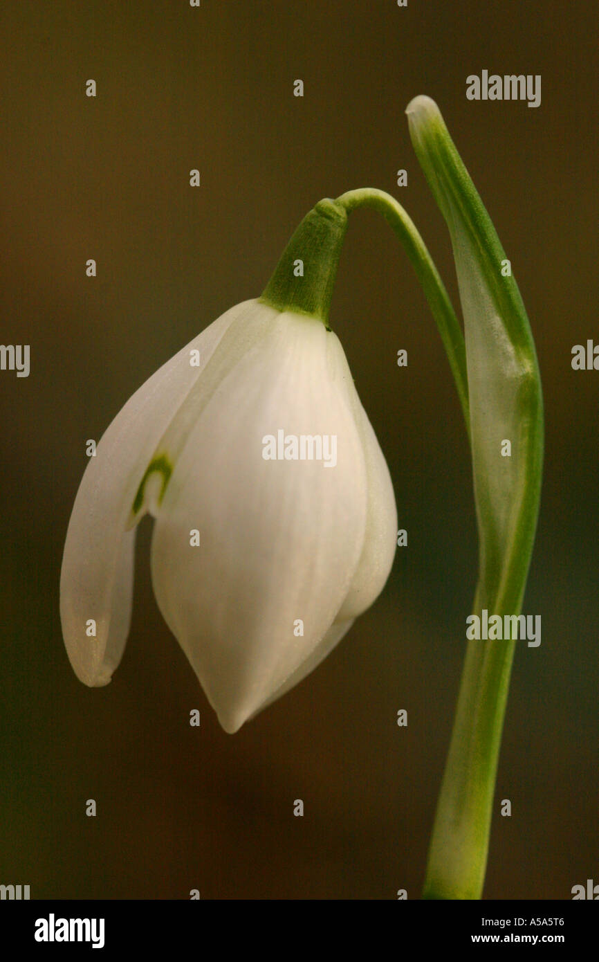 Snowdrop galanthus nivalis Stock Photo - Alamy