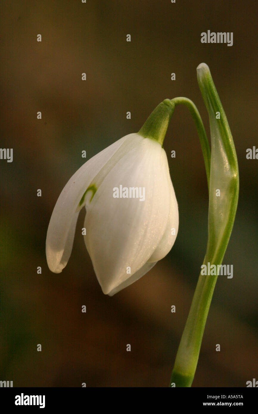 Snowdrop galanthus nivalis Stock Photo - Alamy