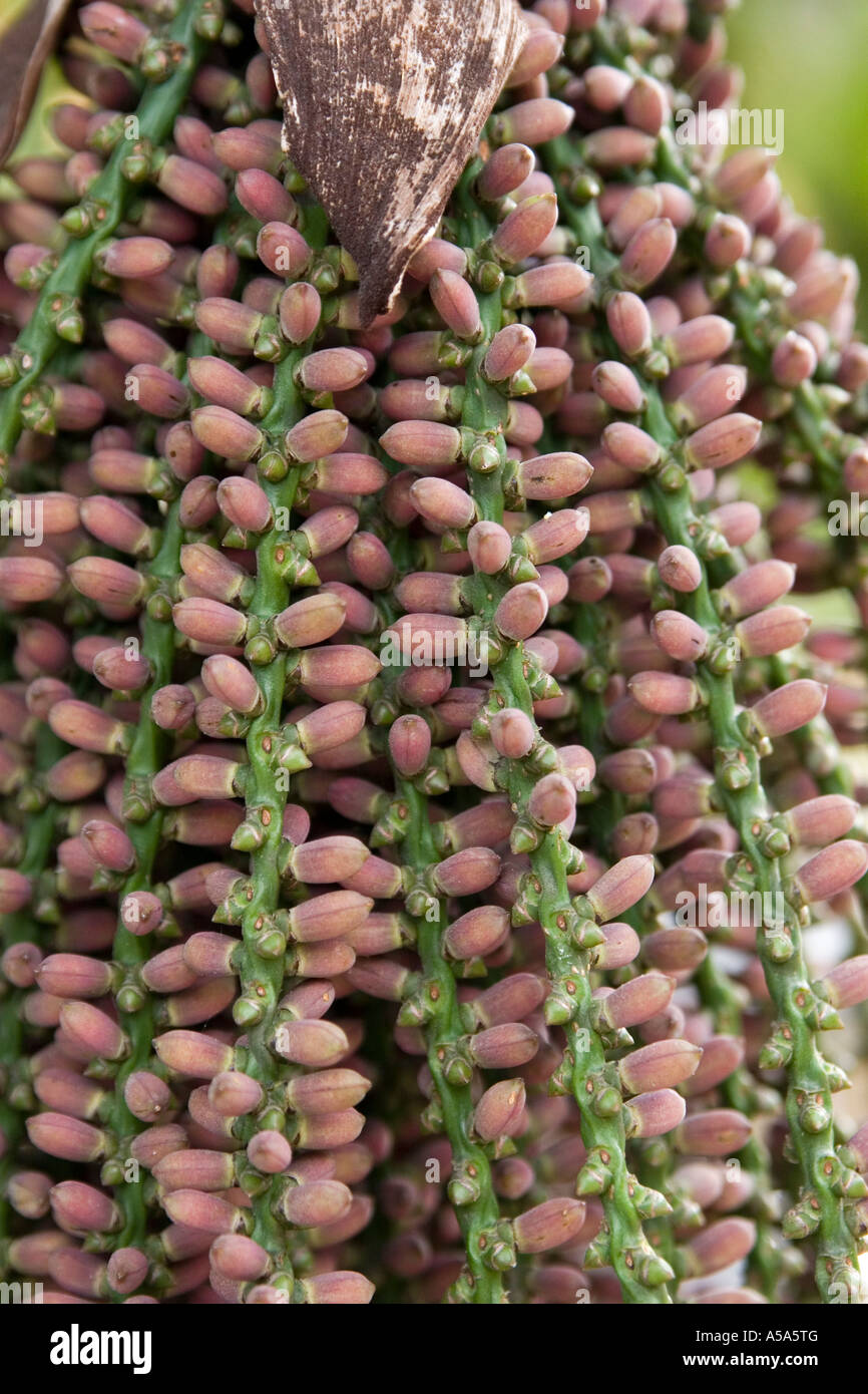 Fishtail palm hi-res stock photography and images - Alamy