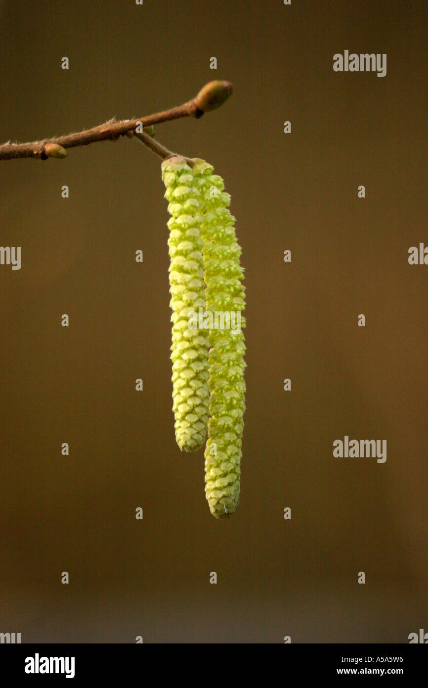 Corylus cob nut tree hi-res stock photography and images - Alamy