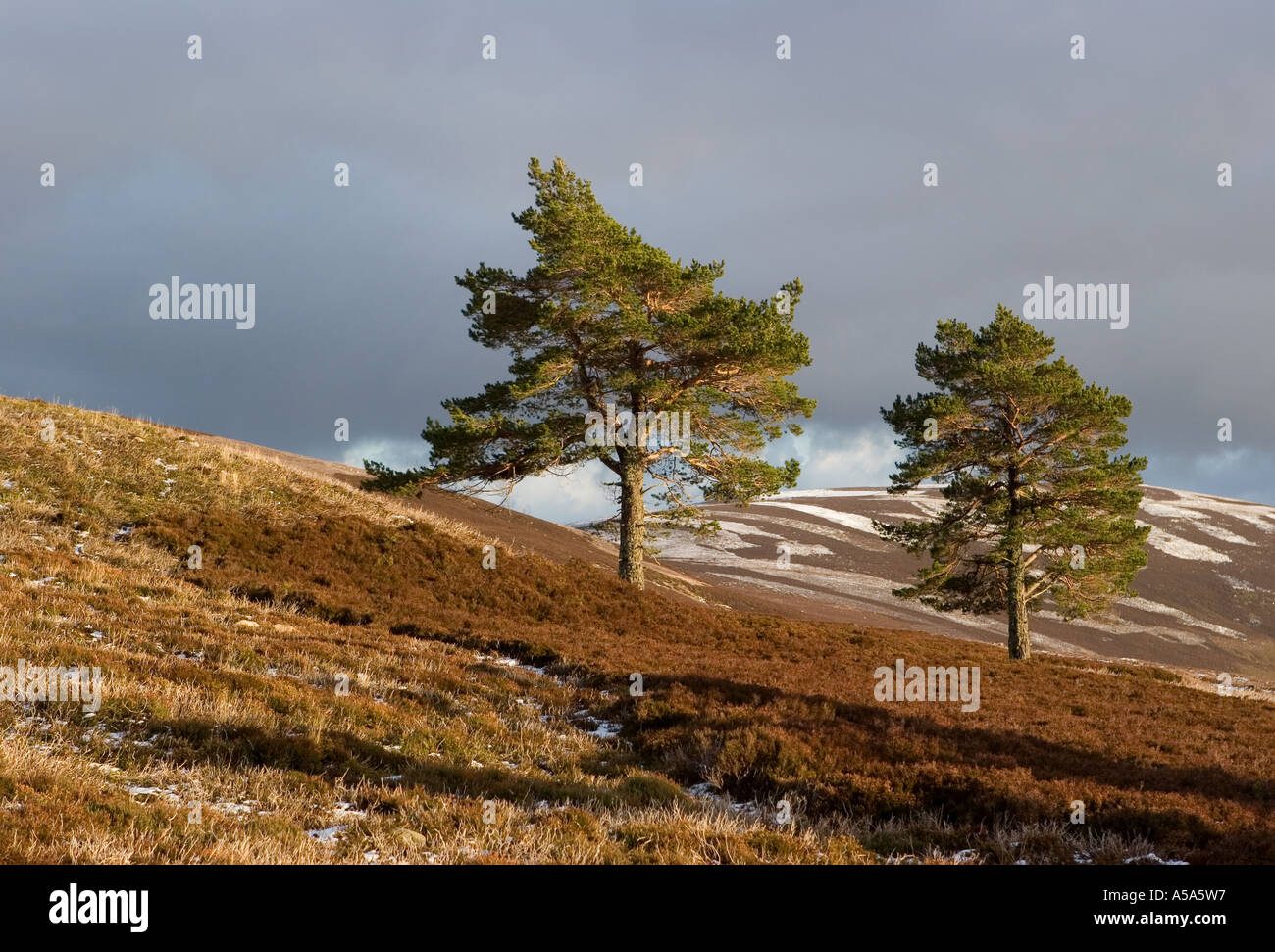 Winter Snow covered Hills and Scots pines in the Caledonian Forest ...