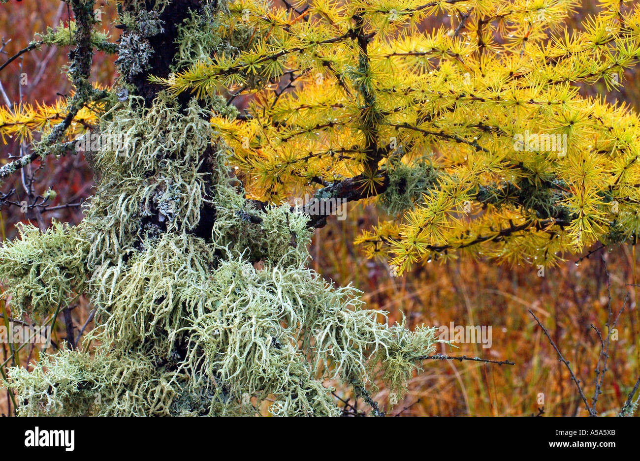 Northern bog and marshes habitat Stock Photo - Alamy