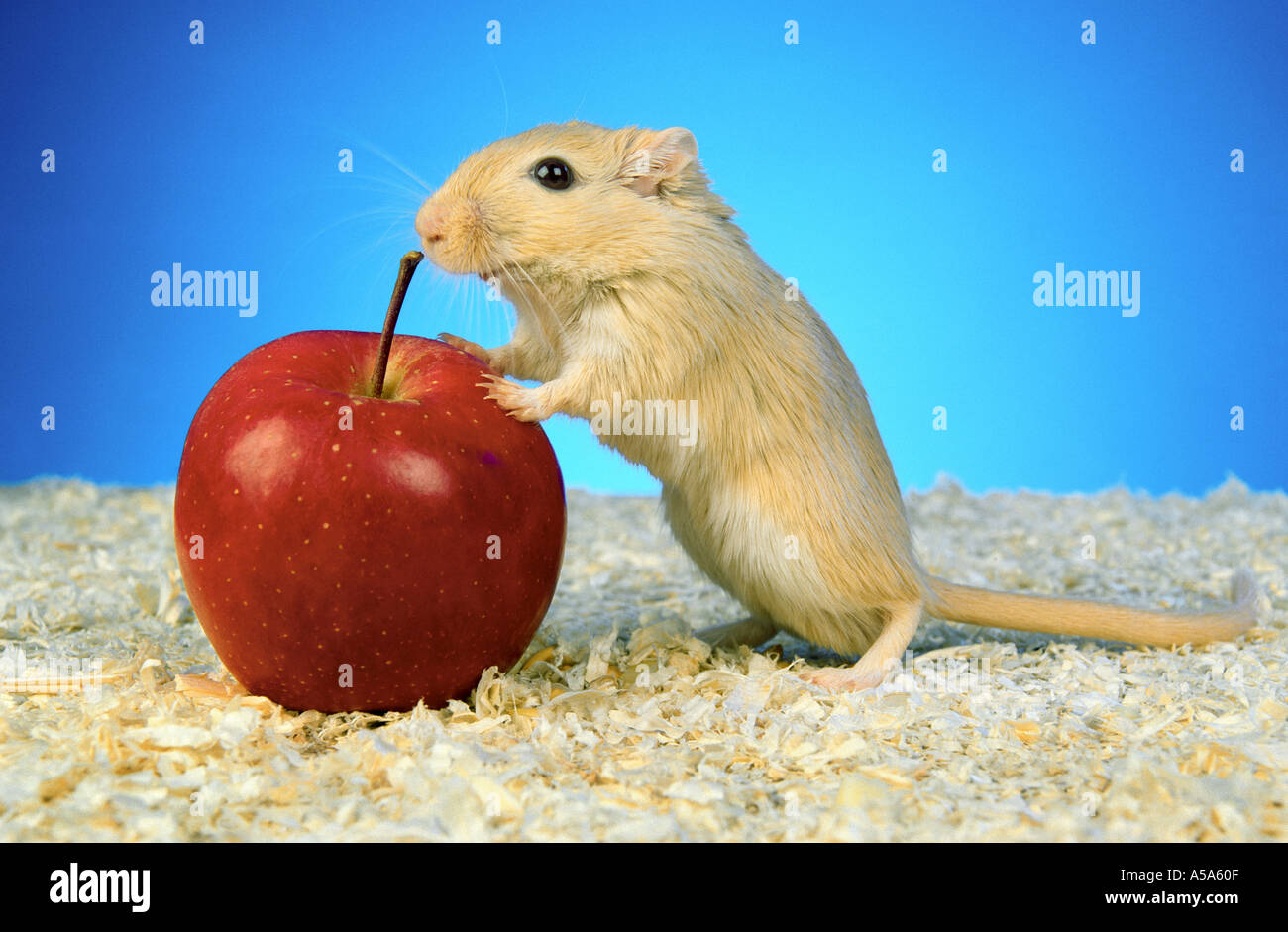 gerbil eating an apple Stock Photo - Alamy