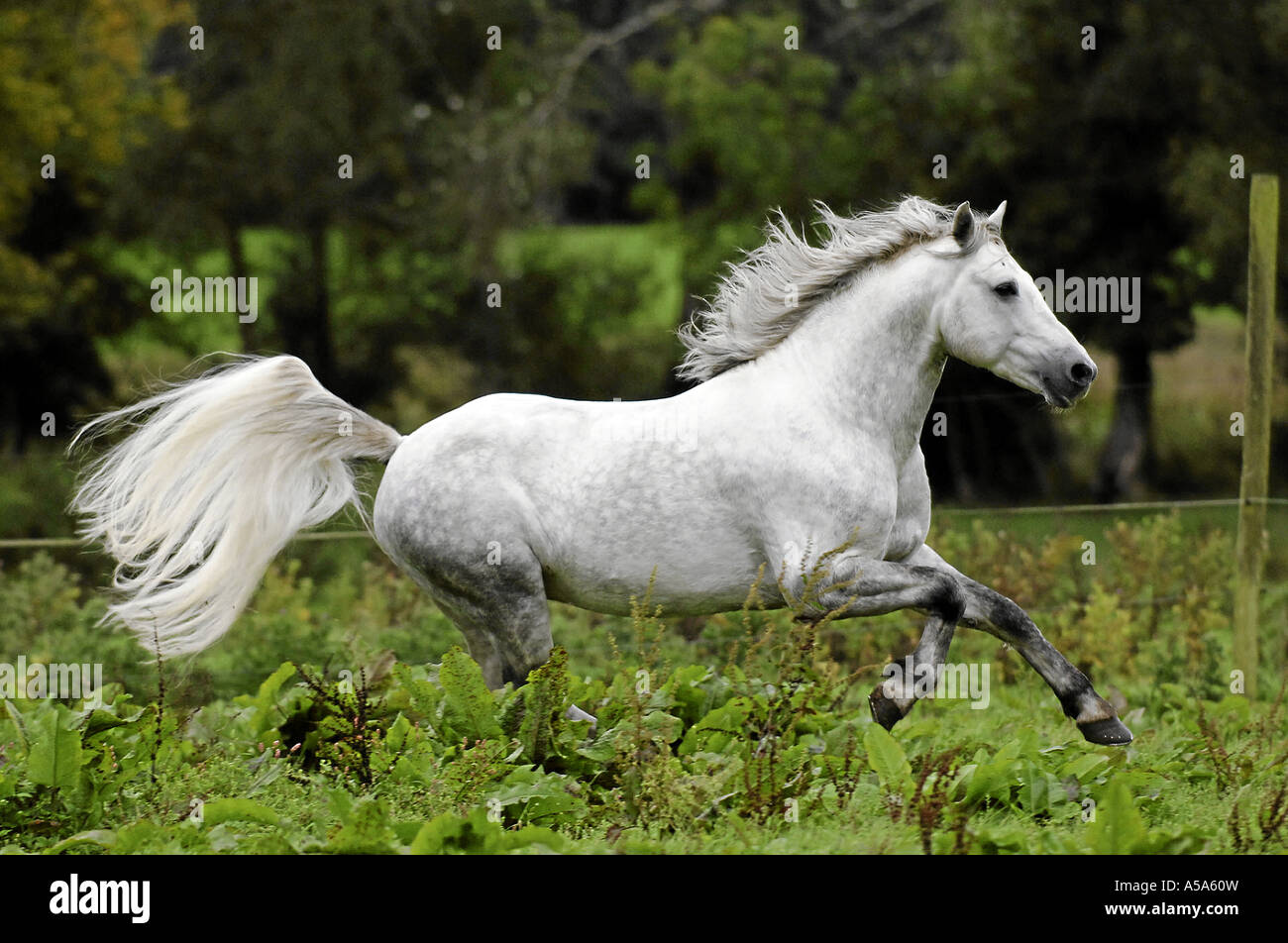 Connemara Pony Stallion Irland Stock Photo - Alamy