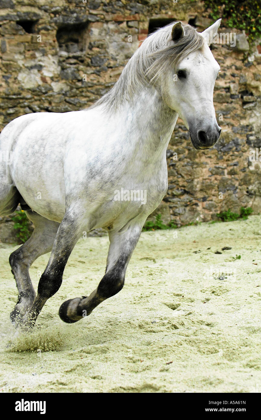 Connemara Pony Stallion Irland Stock Photo - Alamy