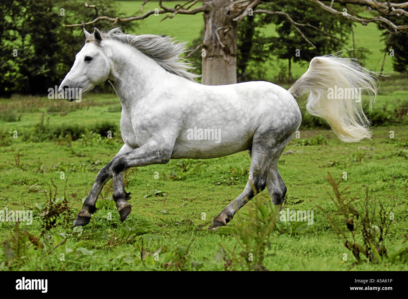 Connemara Pony Stallion Irland Stock Photo, Royalty Free Image ...