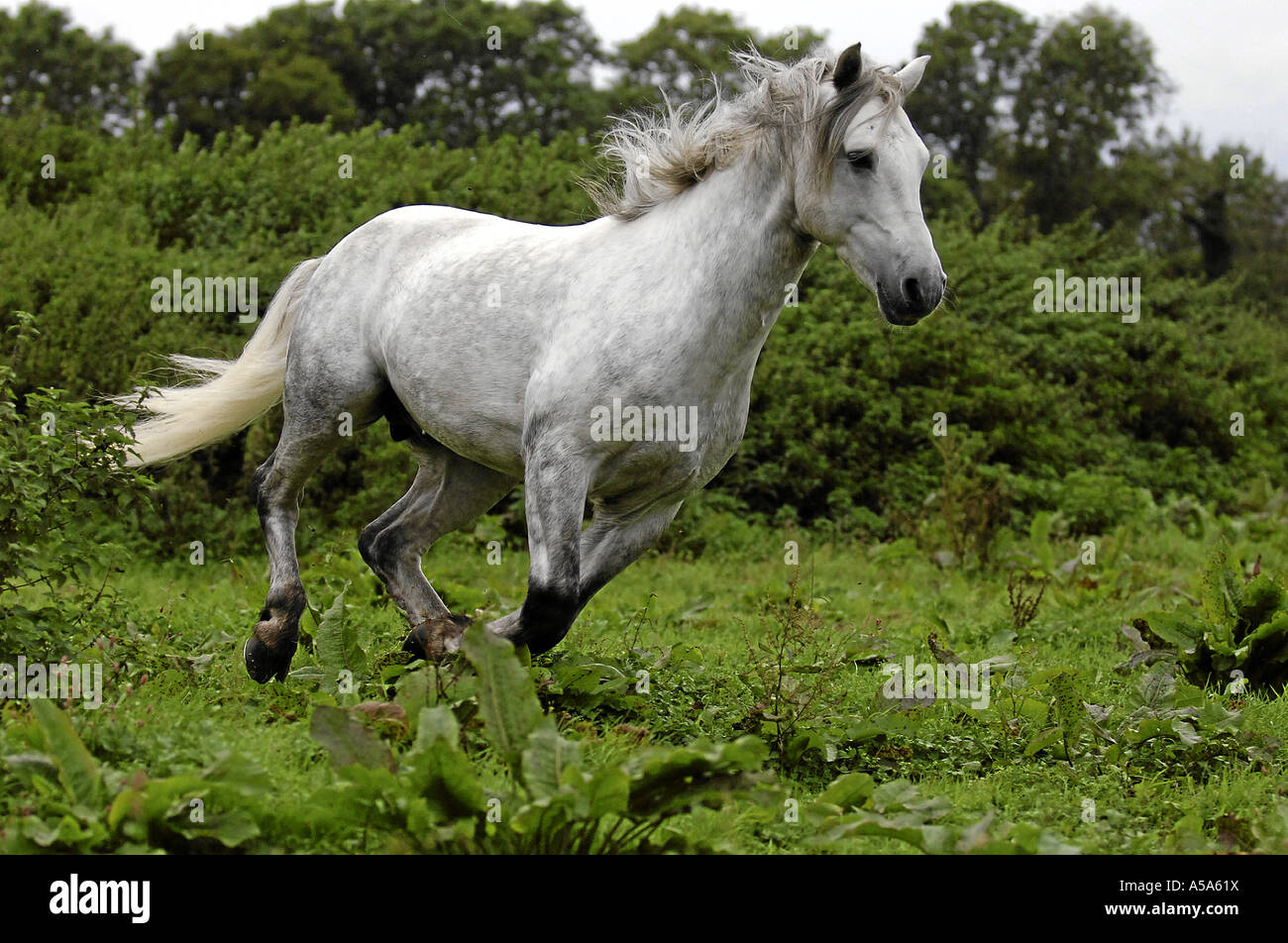 Connemara Pony Stallion Irland Stock Photo - Alamy