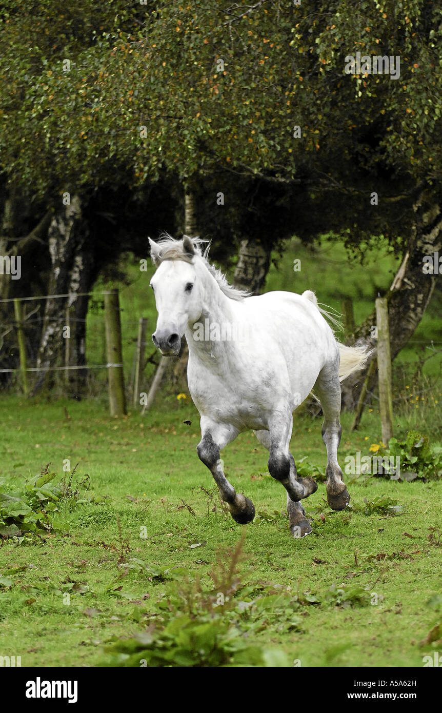 Connemara Pony Stallion Irland Stock Photo - Alamy