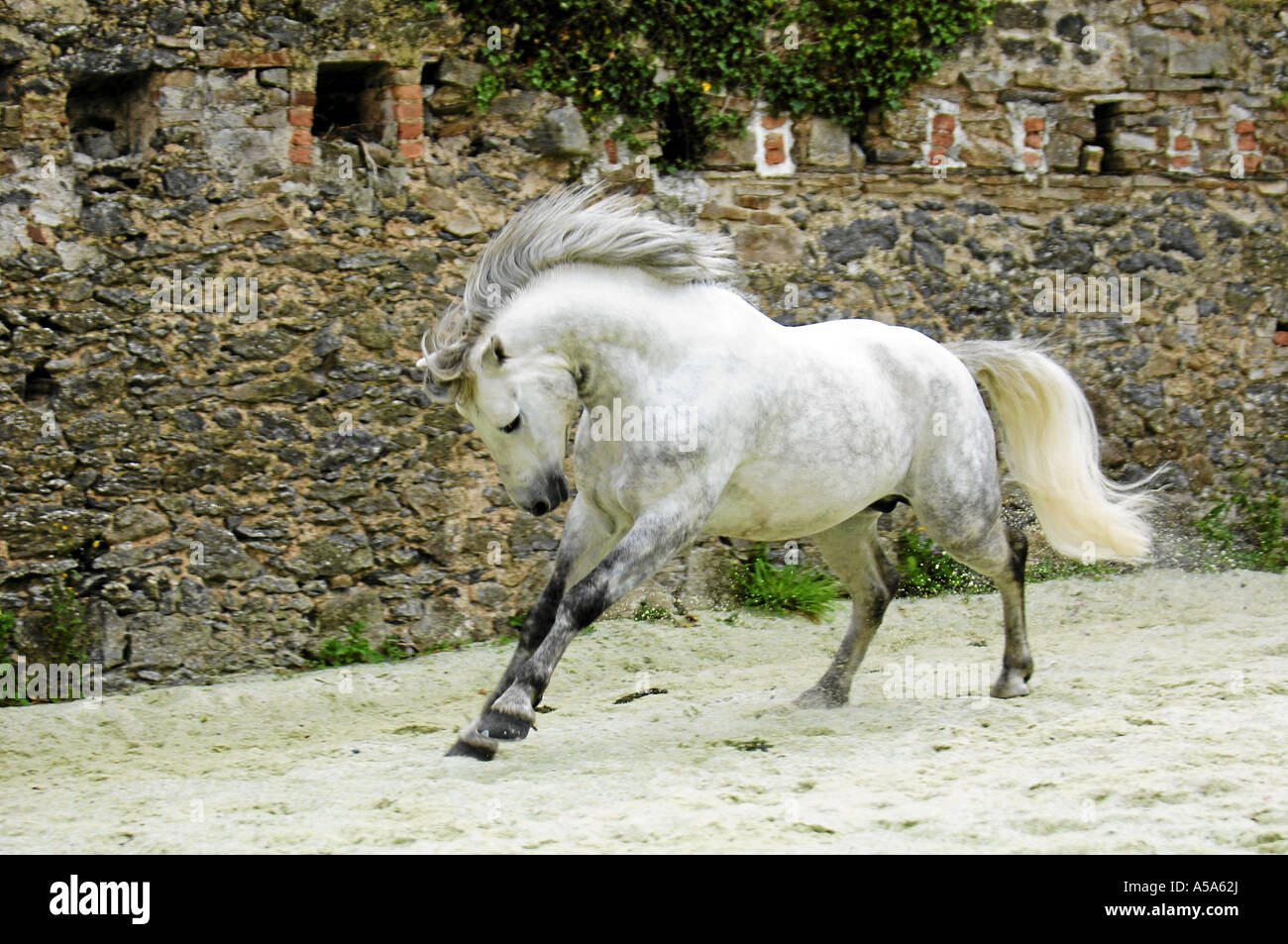 Connemara Pony Stallion Irland Stock Photo - Alamy
