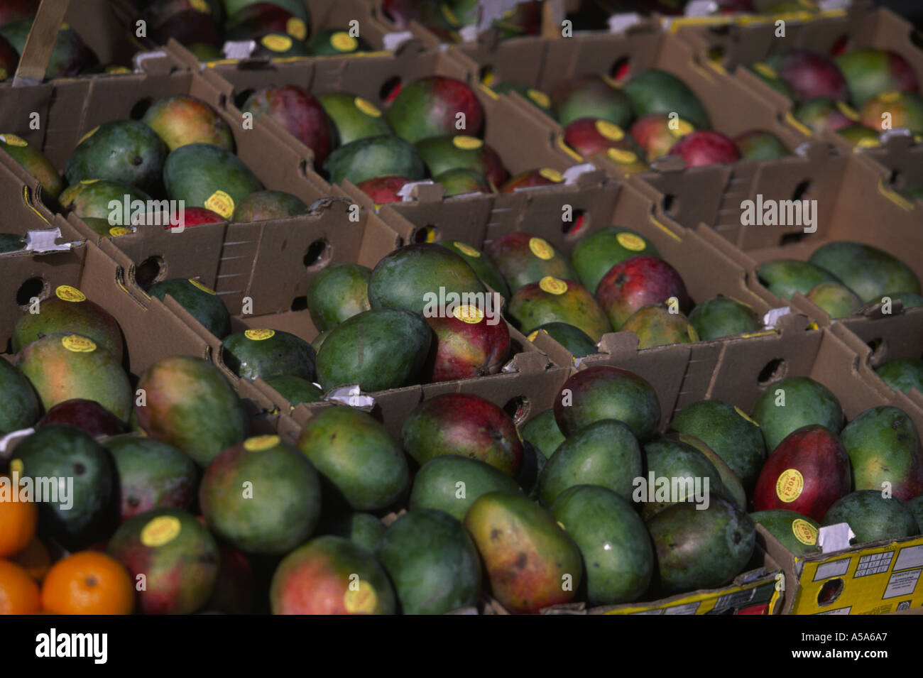 Mango in market Stock Photo - Alamy