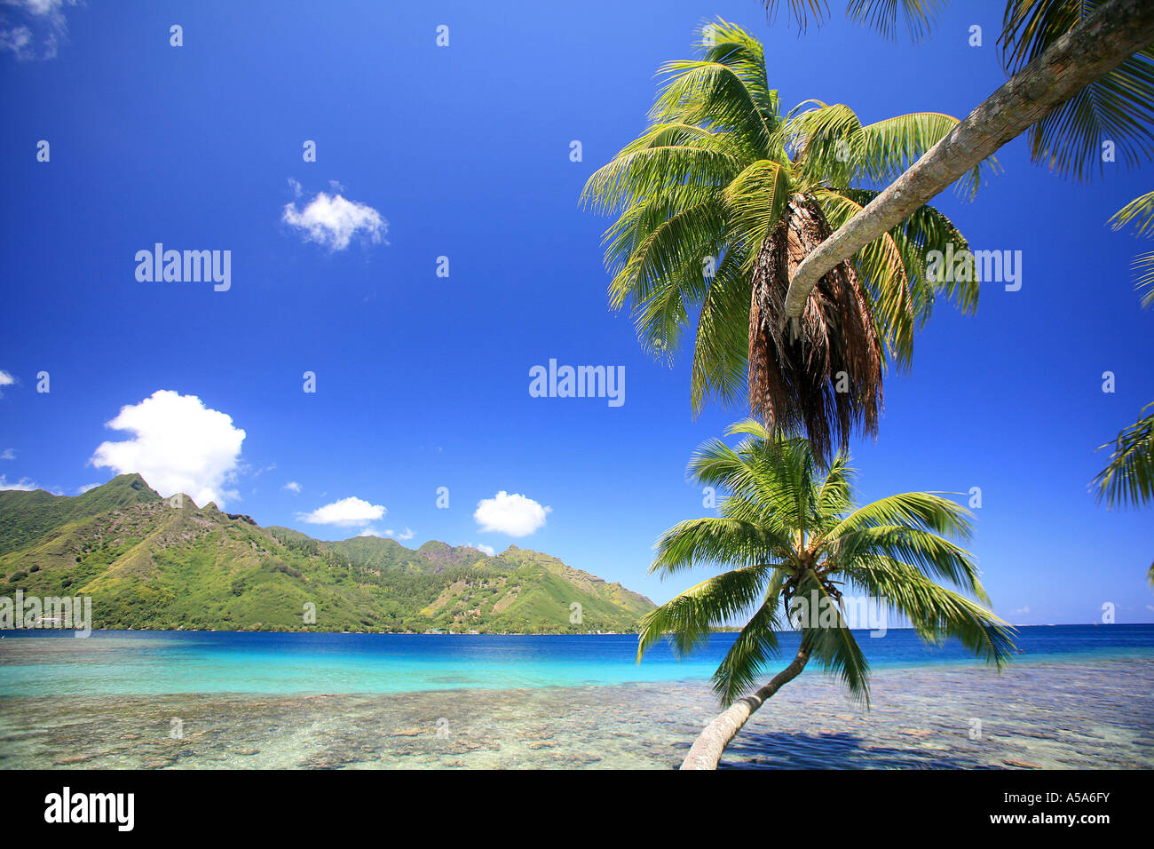 Tropical Dream Beach Stock Photo - Alamy