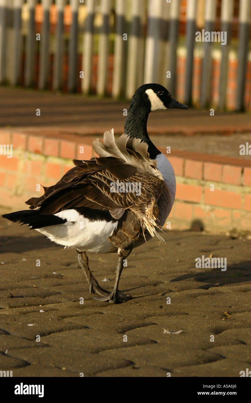 Deformed wing High Resolution Stock Photography and Images - Alamy