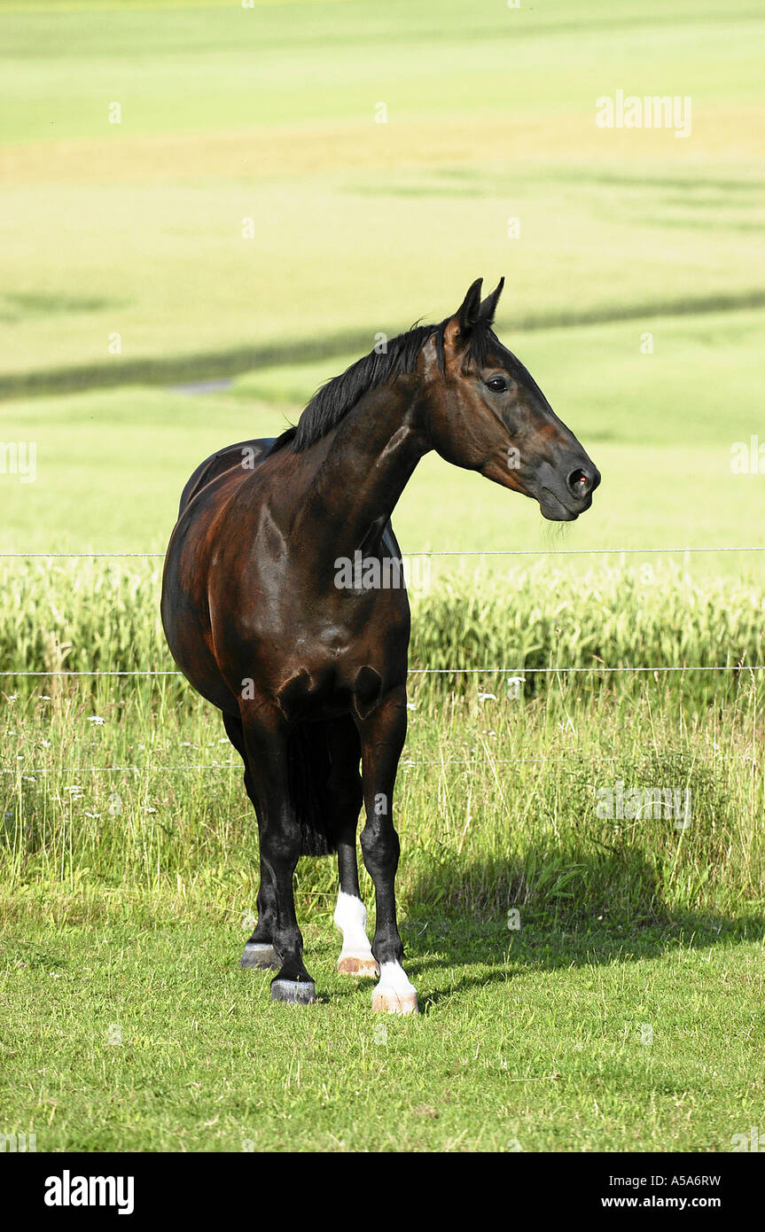 Deutsches warmblutpferd hi-res stock photography and images - Alamy