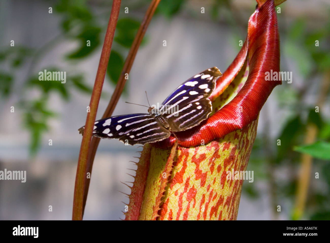 Wing margin hi-res stock photography and images - Alamy