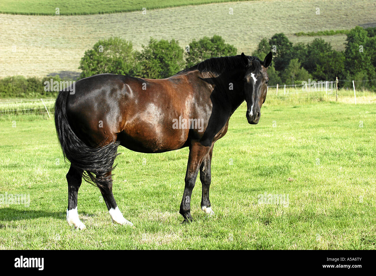 German warmblooded Horse Deutsches Warmblut Stock Photo - Alamy
