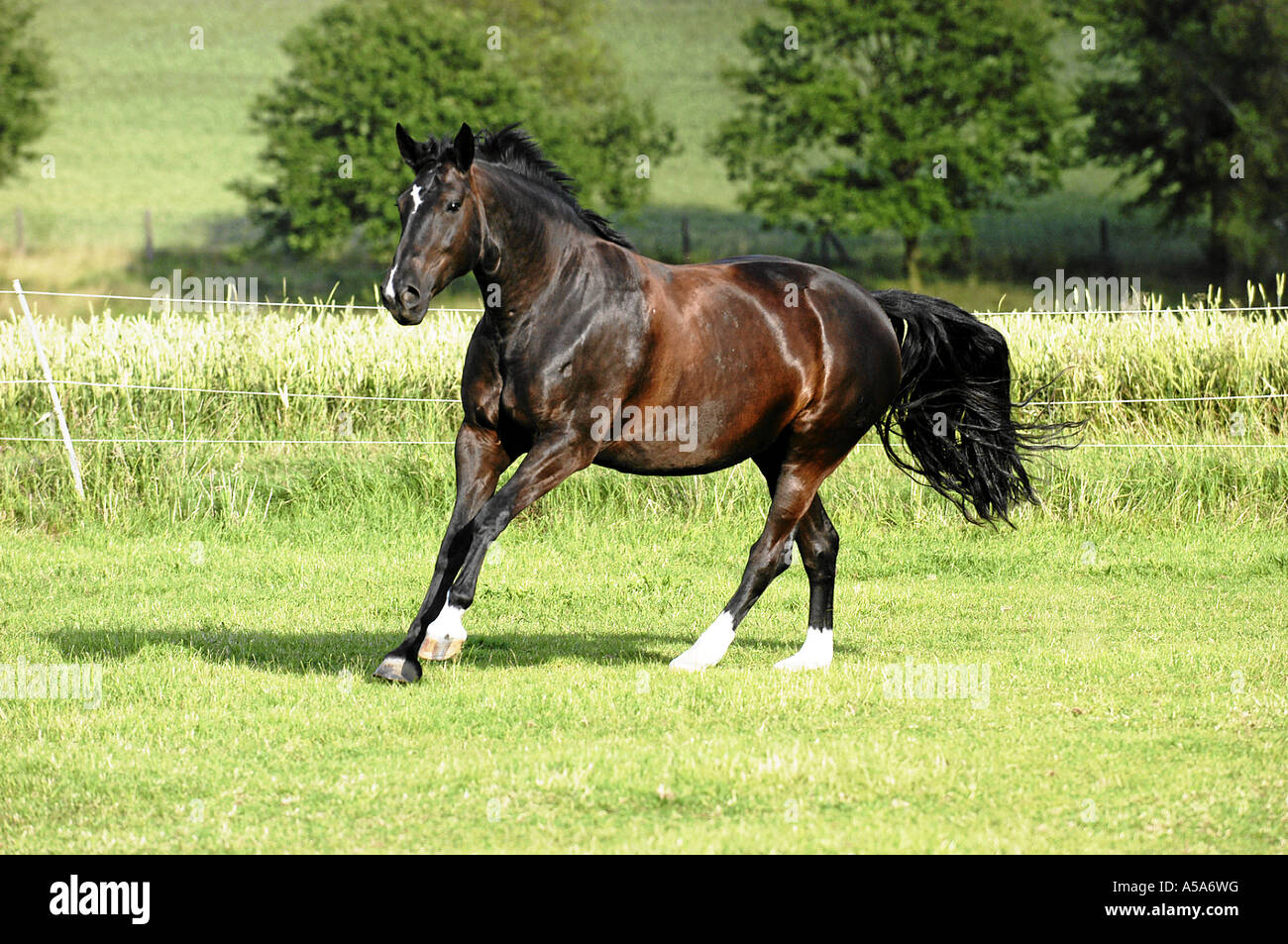 Deutsches warmblutpferd hi-res stock photography and images - Alamy
