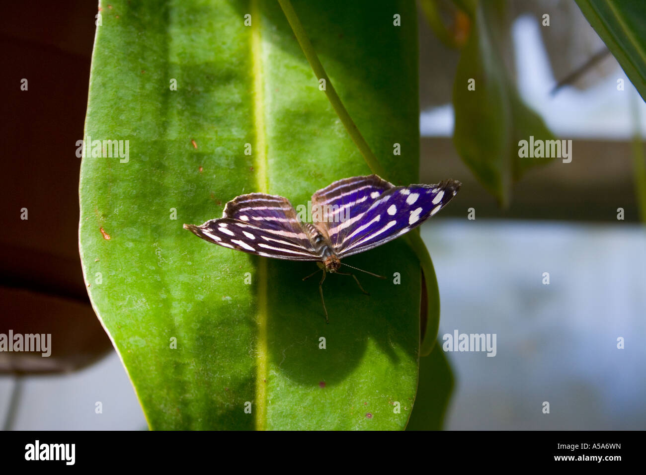 Myscelia cyaniris Banded purple wing tropical butterfly september 2005 ...