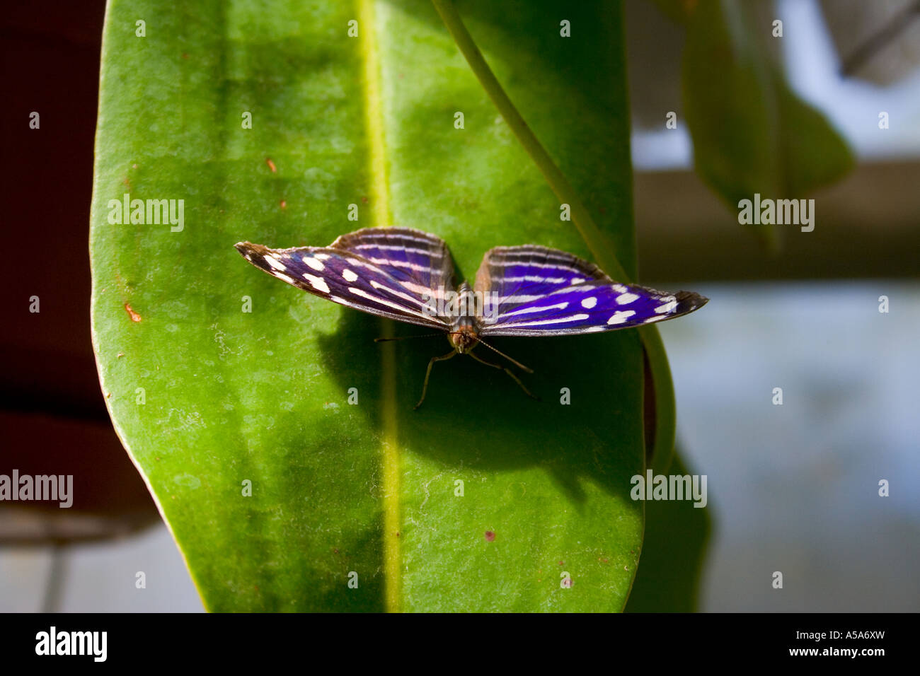 Myscelia cyaniris Banded purple wing tropical butterfly september 2005 ...