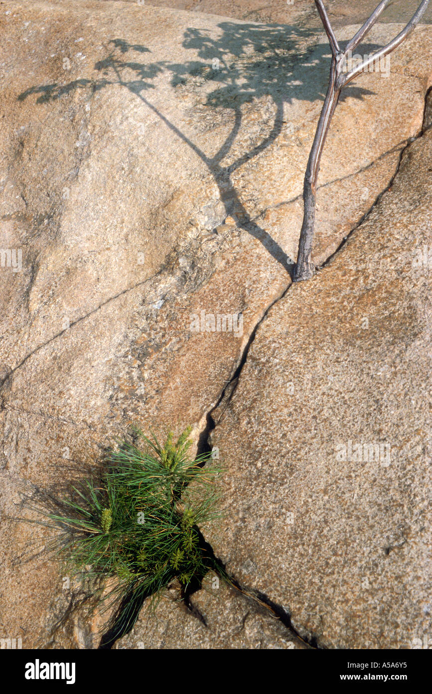 rock crack growth plant Stock Photo - Alamy
