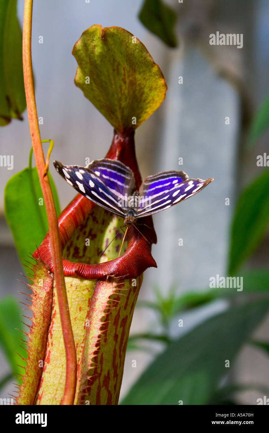 Banded purple wing butterfly hi-res stock photography and images - Alamy