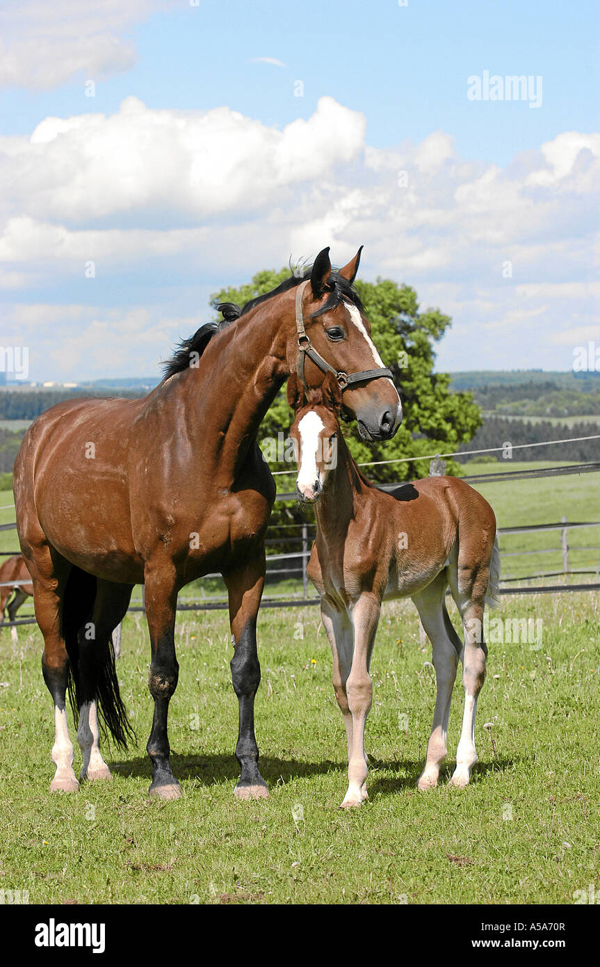 Fohlen und stute hi-res stock photography and images - Alamy