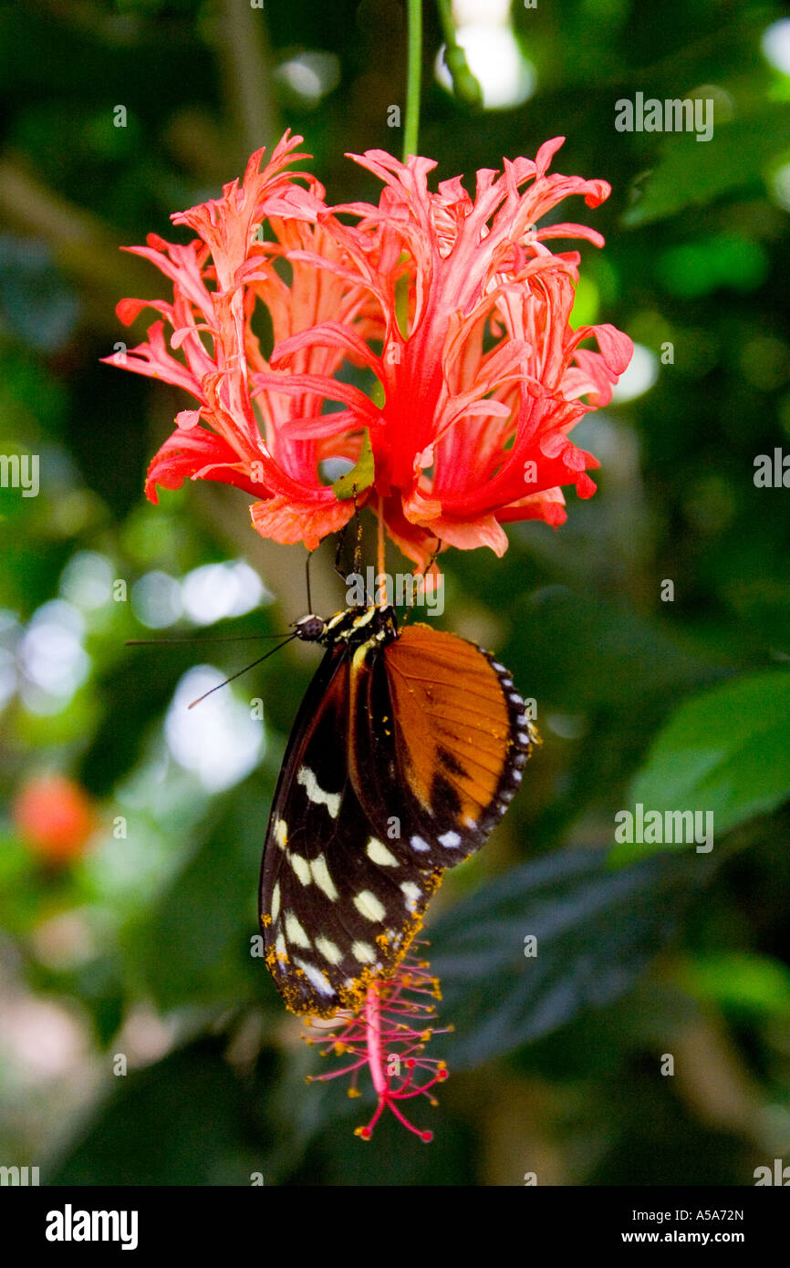 Heliconius hecale hecales longwing tropical butterfly september 2005 ...
