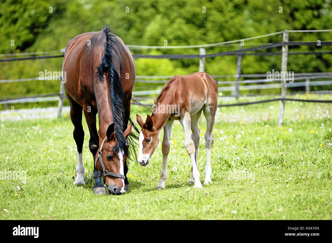 Fohlen und stute hi-res stock photography and images - Alamy
