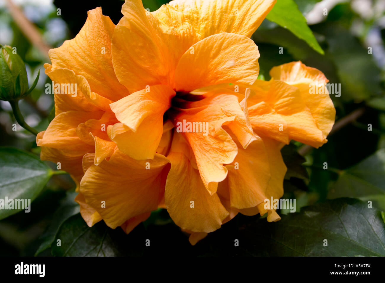 Papilionaceous High Resolution Stock Photography and Images - Alamy