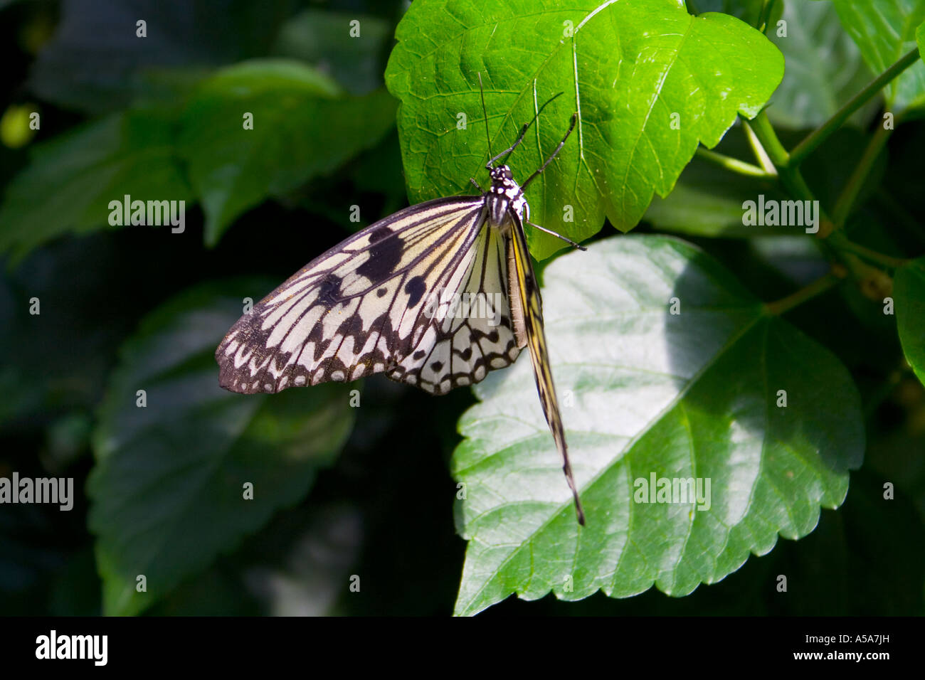 Kite paper texture hi-res stock photography and images - Alamy