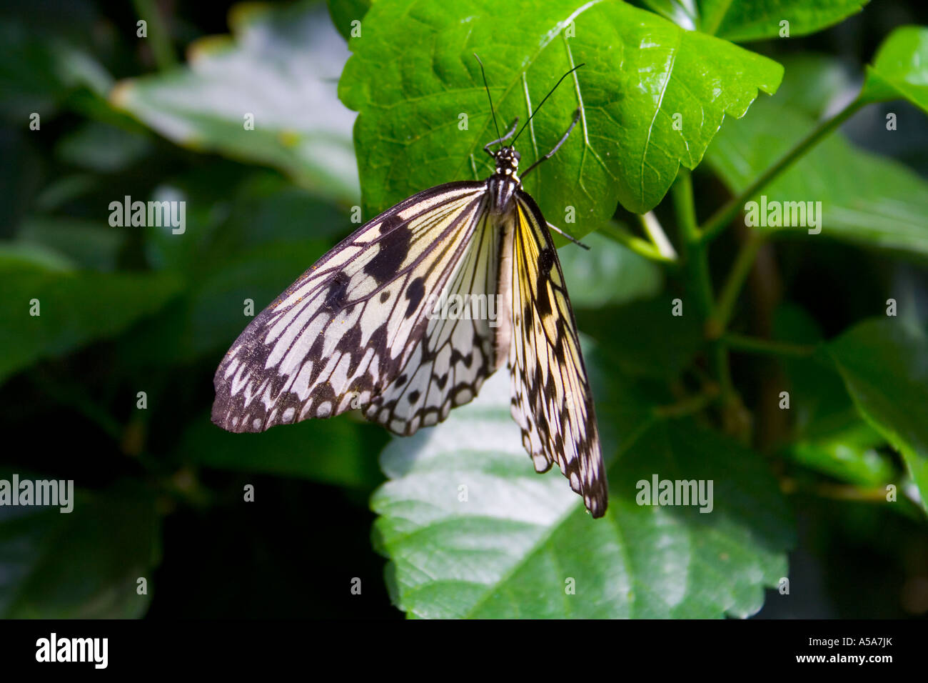 Idea leuconoe paper kite tropical butterfly september 2005 Stock Photo ...