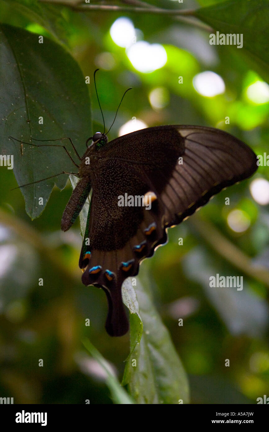 Papilionidae swallowtail tropical butterfly september 2005 Stock Photo ...