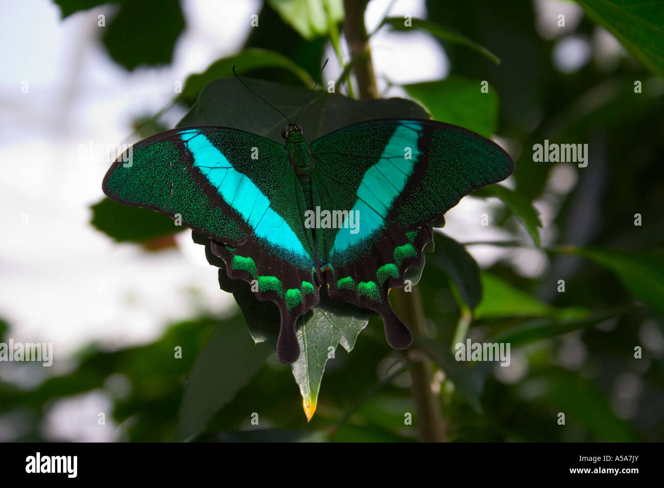 Papilio palinurus tropical butterfly september 2005 Stock Photo - Alamy