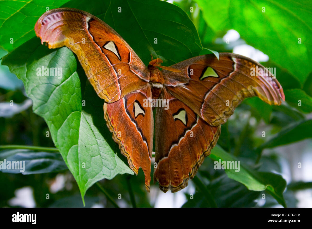 Attacus atlas atlas moth tropical butterfly september 2005 Stock Photo ...