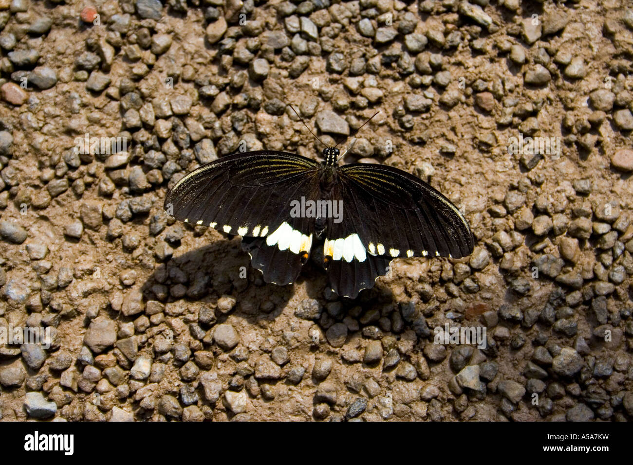 Clubbed antenna hi-res stock photography and images - Alamy