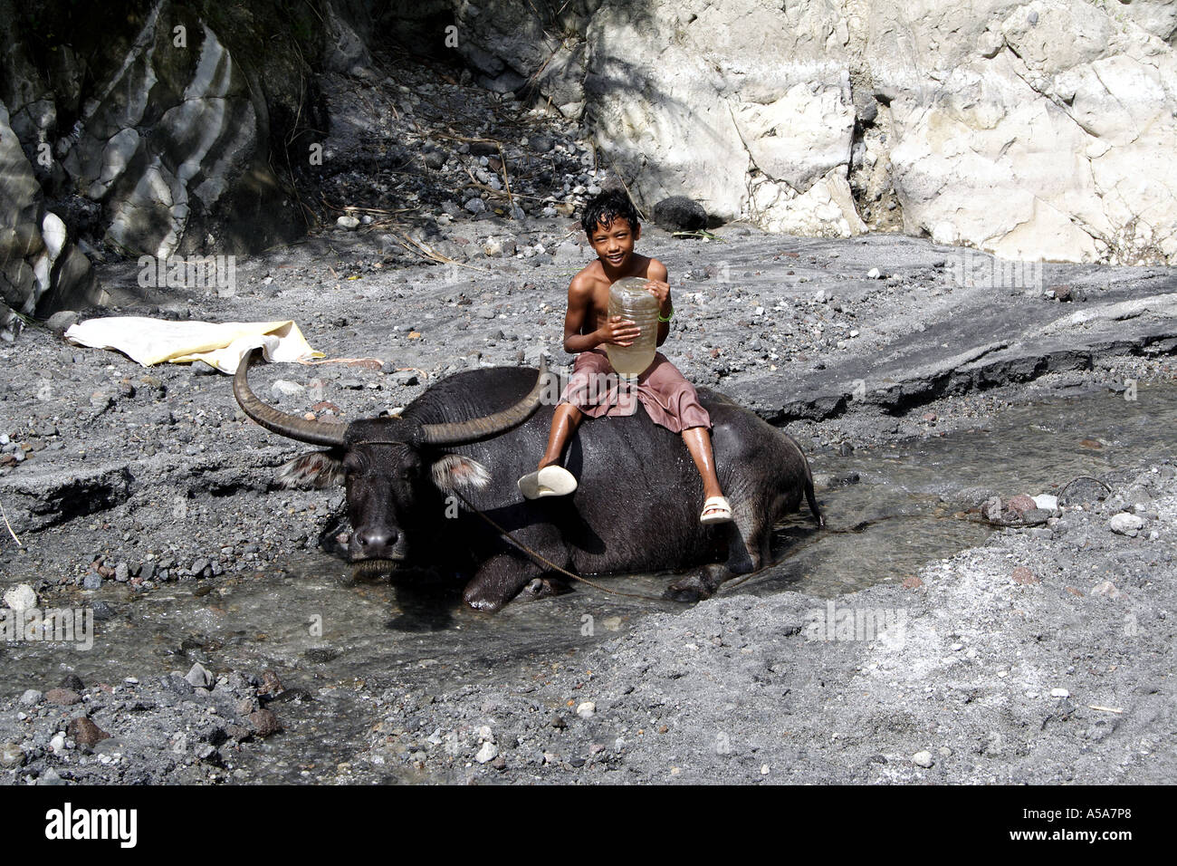 Philippine water buffalo hi-res stock photography and images - Alamy