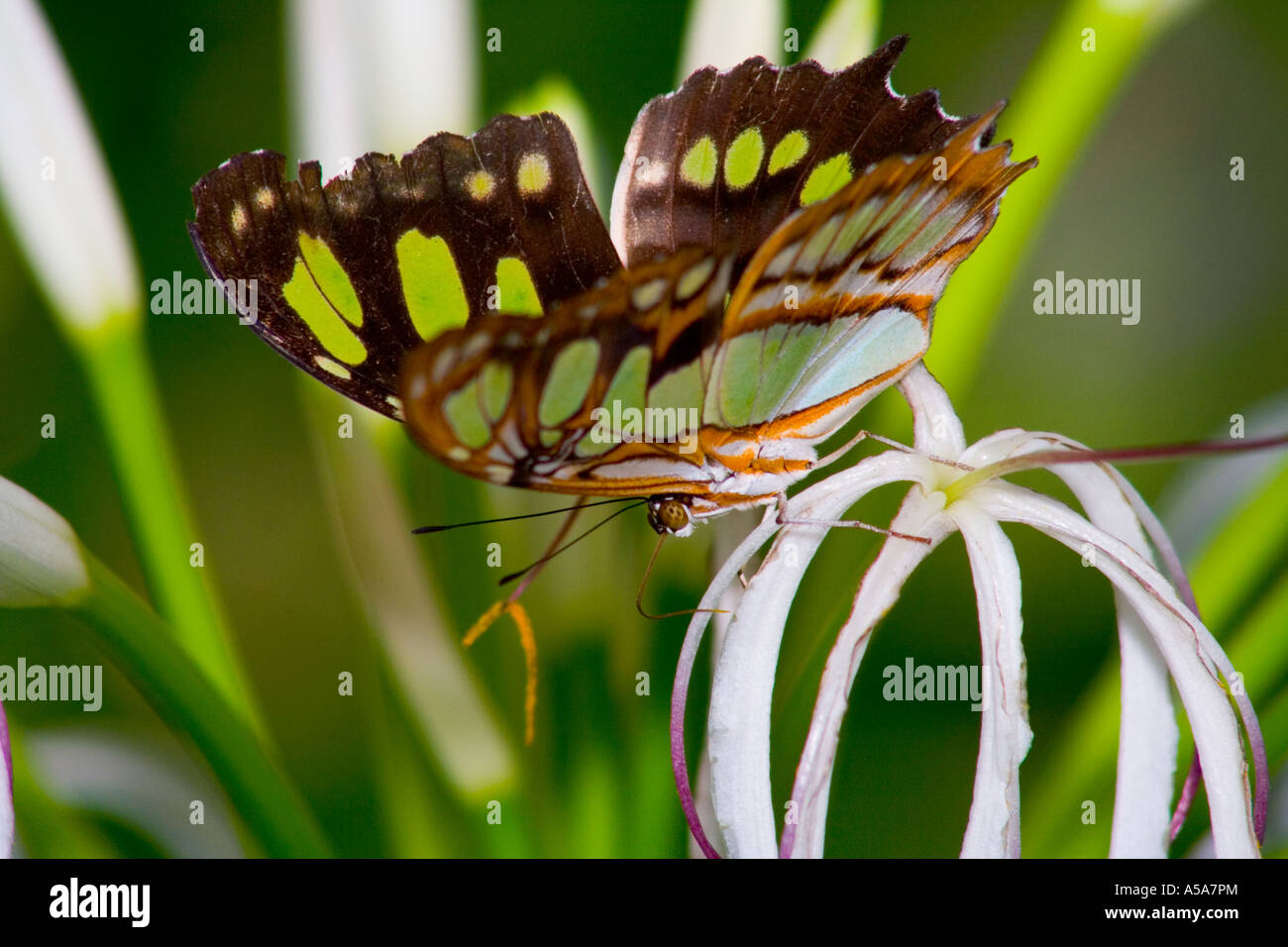 Clubbed antenna hi-res stock photography and images - Alamy