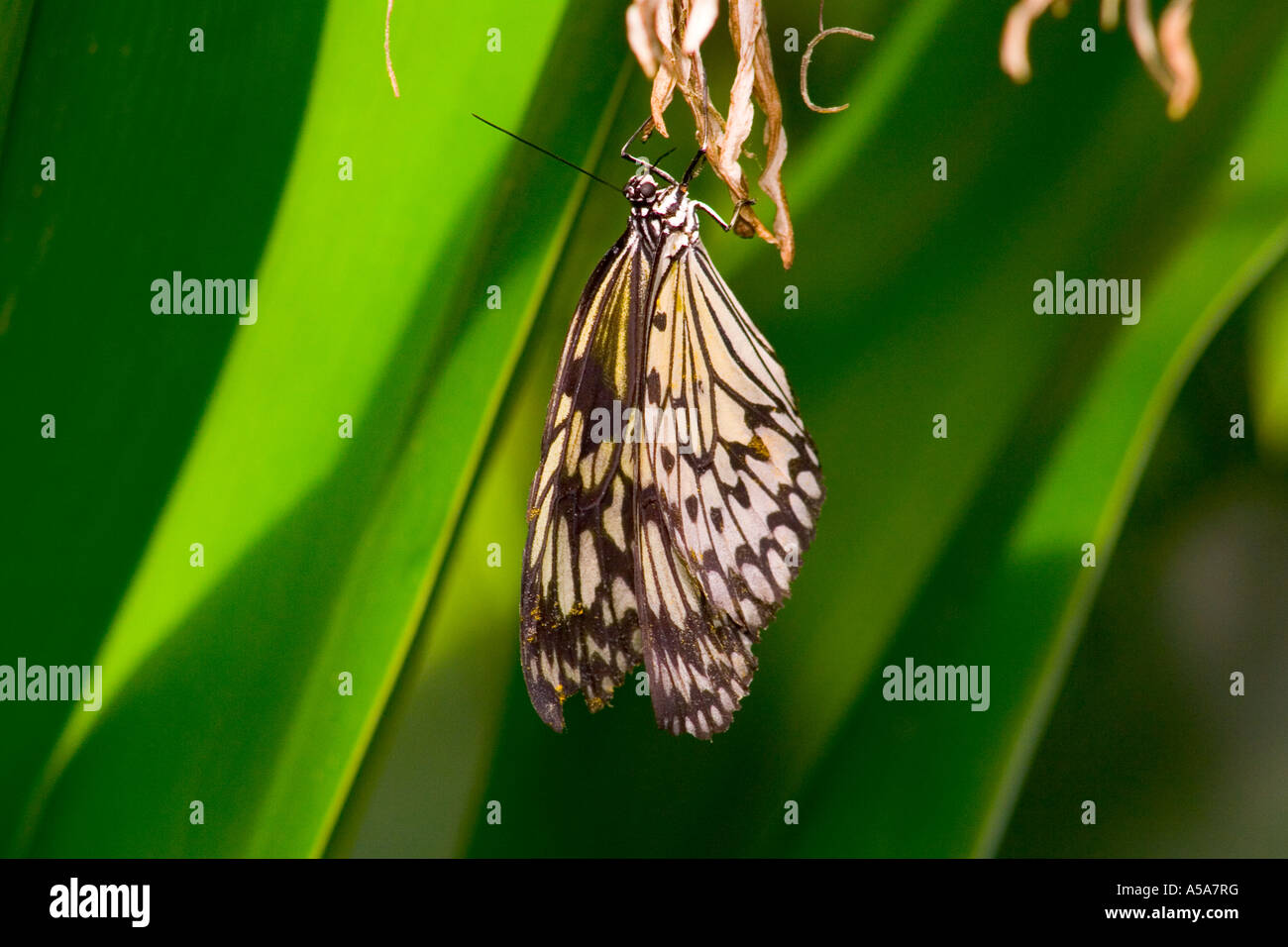 Kite paper texture hi-res stock photography and images - Alamy